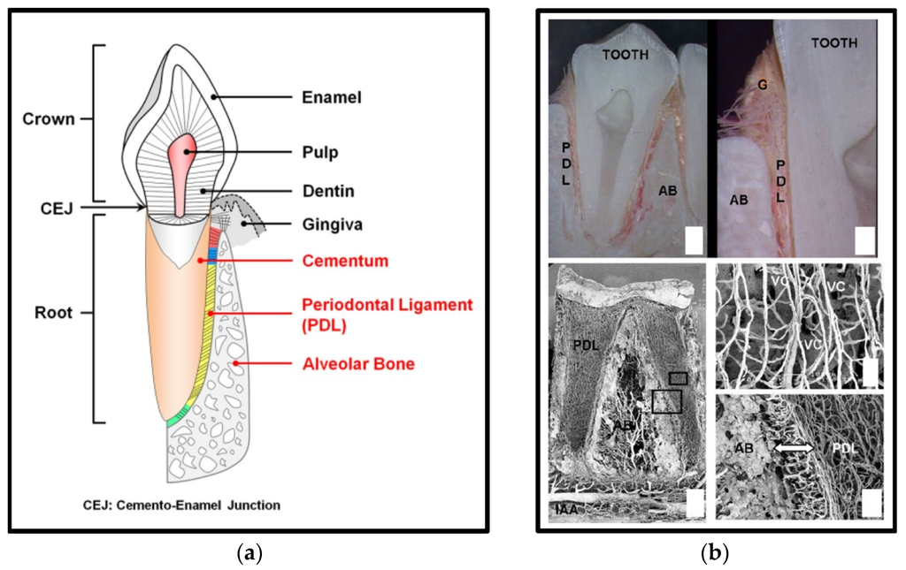 Advanced Engineering Strategies for Periodontal Complex Regeneration