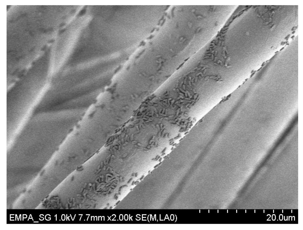Rapid Assay to Assess Bacterial Adhesion on Textiles