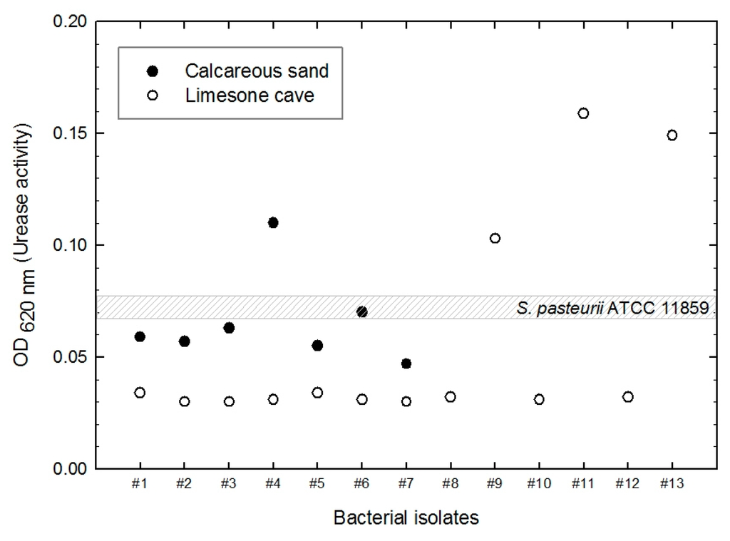 Microbially Induced Calcite Precipitation Employing Environmental Isolates