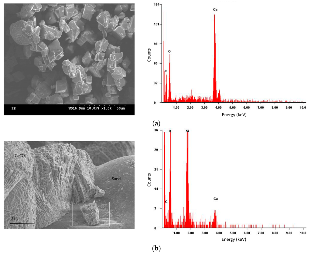 Microbially Induced Calcite Precipitation Employing Environmental Isolates