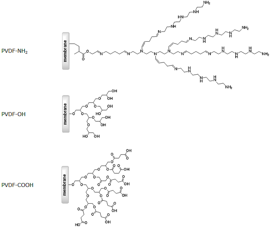 Membrane Functionalization with Hyperbranched Polymers