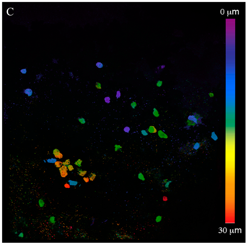 Materials | Special Issue : Bioinspired and Biomimetic Materials