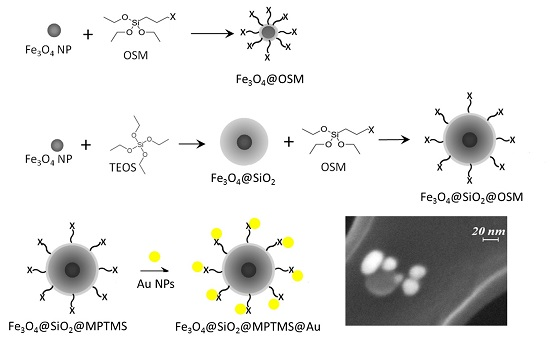 Materials | Free Full-Text | Functionalization of Fe3O4 NPs by ...