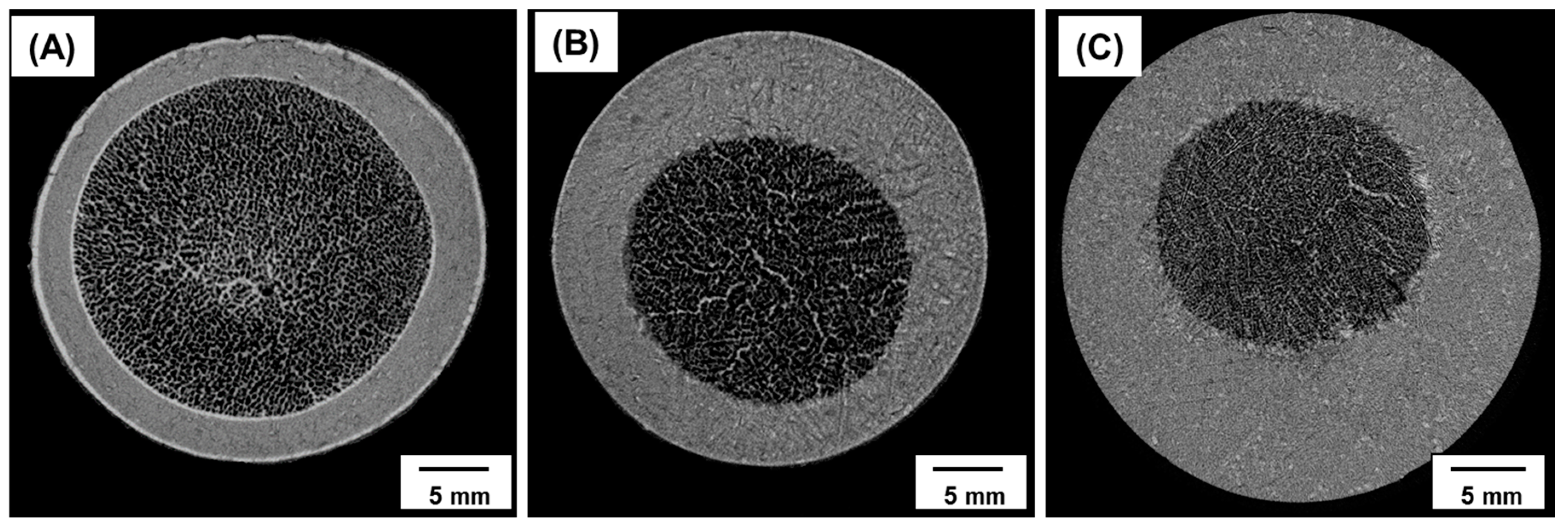 The Production of Porous Hydroxyapatite Scaffolds with Graded Porosity ...