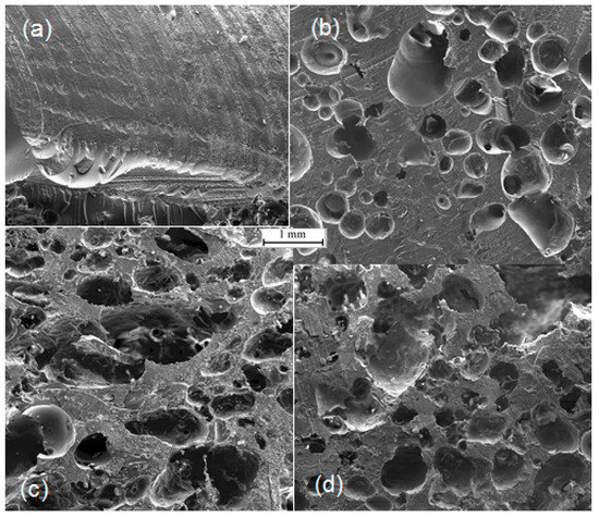 Cellulose Fibre-Reinforced Biofoam for Structural Applications