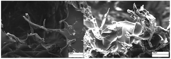 Cellulose Fibre-Reinforced Biofoam for Structural Applications