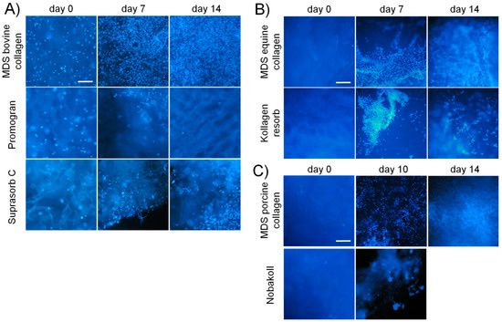 Impact of Source and Manufacturing of Collagen Matrices on Fibroblast ...