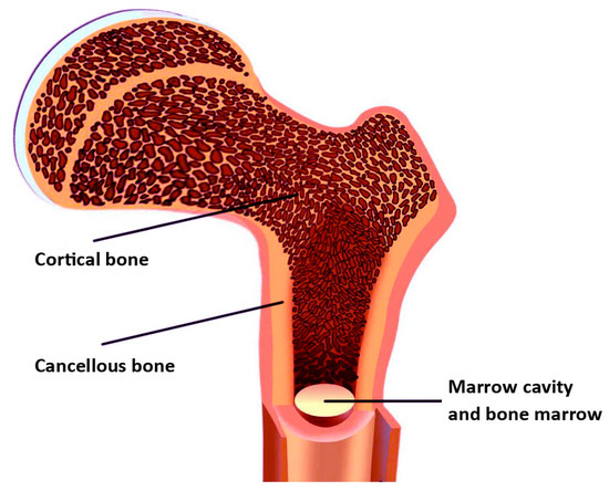 Bionic Design, Materials and Performance of Bone Tissue Scaffolds