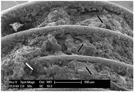 Scanning Electron Microscope (SEM) Evaluation of the Interface between ...