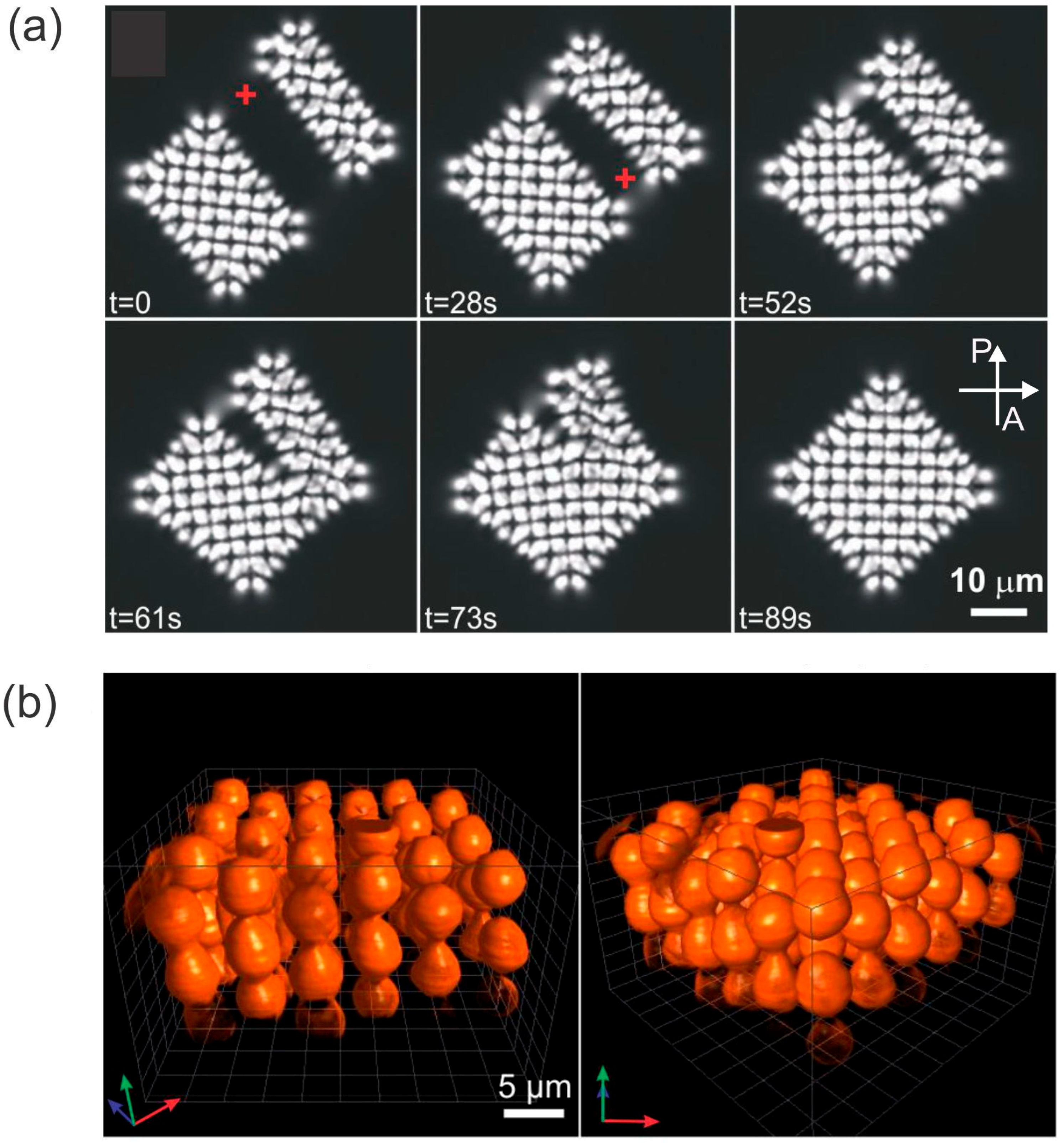 Nematic Liquid-Crystal Colloids