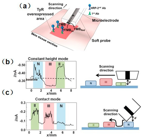 Recent Advances in Scanning Electrochemical Microscopy for Biological ...