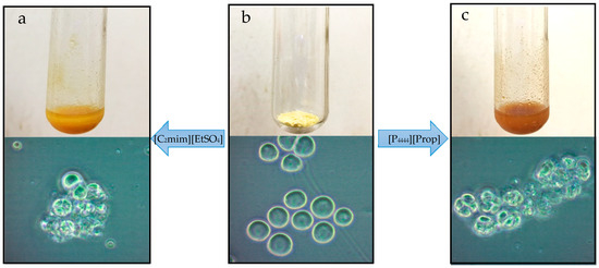 Materials | Free Full-Text | Efficient Extraction of a Docosahexaenoic ...