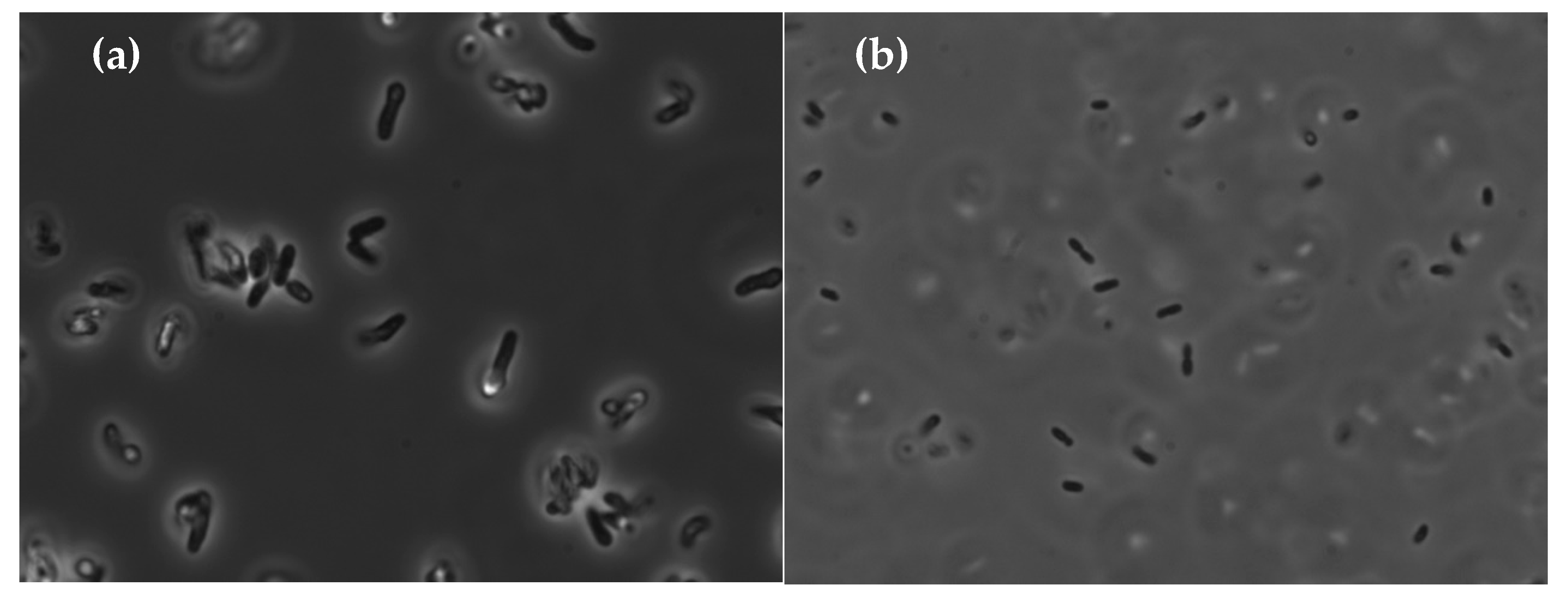 Microbial Degradation of Epoxy