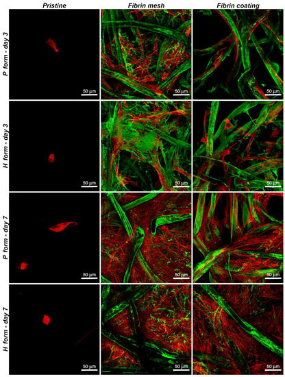 Fibrin-Modified Cellulose as a Promising Dressing for Accelerated Wound ...