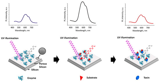 Immobilized Enzymes in Biosensor Applications