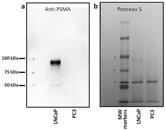 Surface Modification of Liposomes by a Lipopolymer Targeting Prostate ...