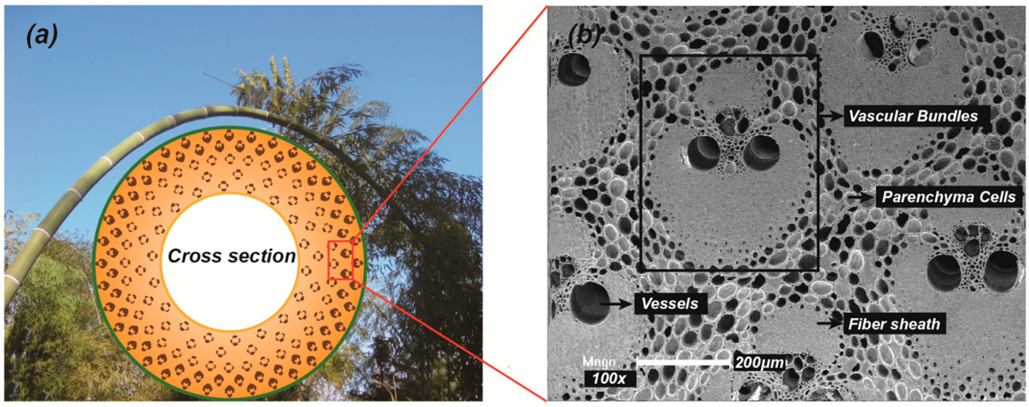 Bending Flexibility of Moso Bamboo (Phyllostachys Edulis) with ...
