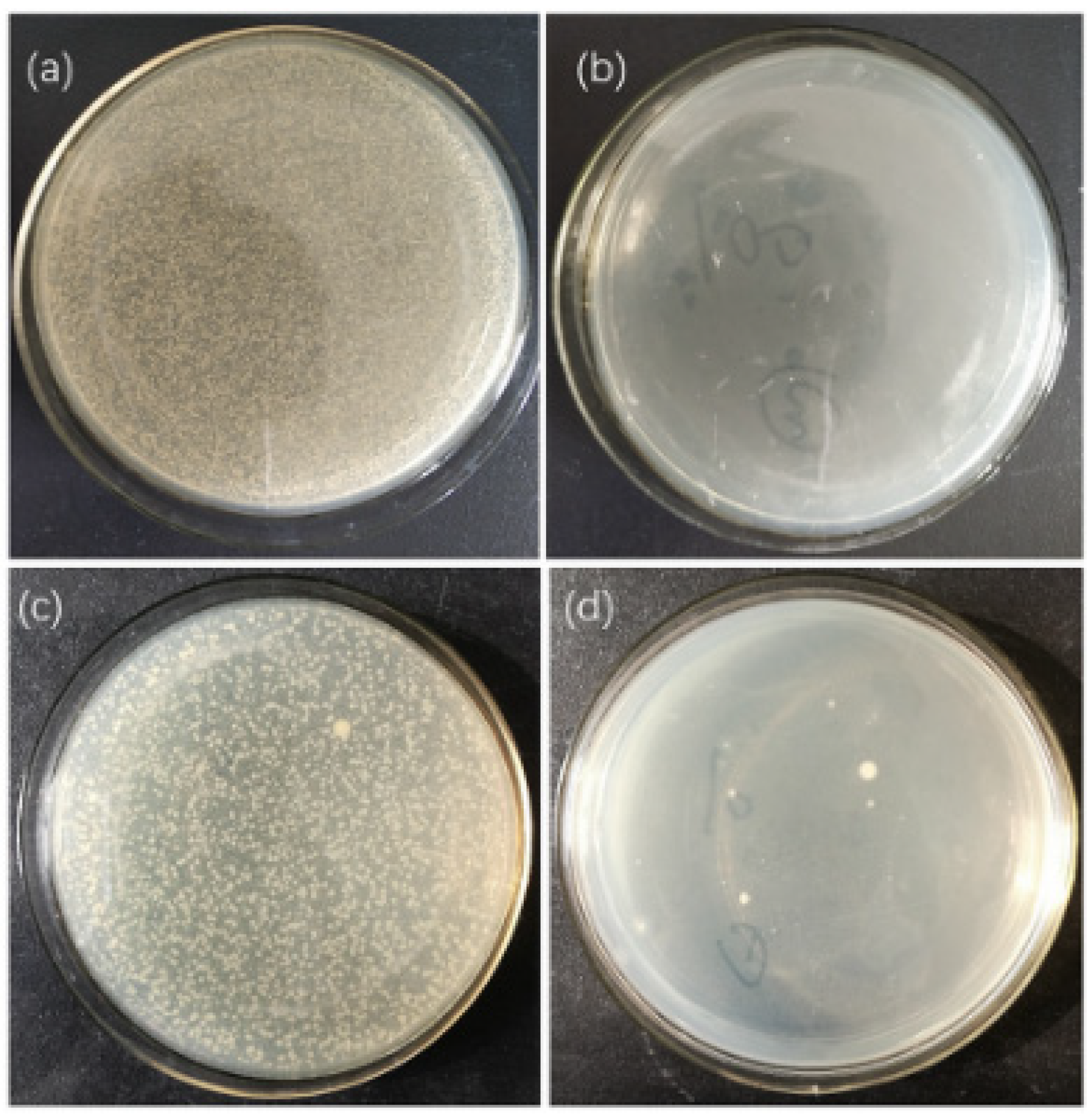 Study on the Photocatalytic and Antibacterial Properties of TiO2 ...