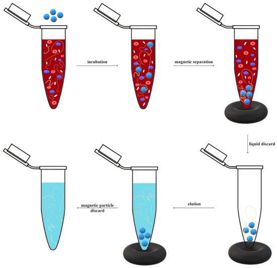Materials | Free Full-Text | Magnetic Particles for Advanced Molecular ...
