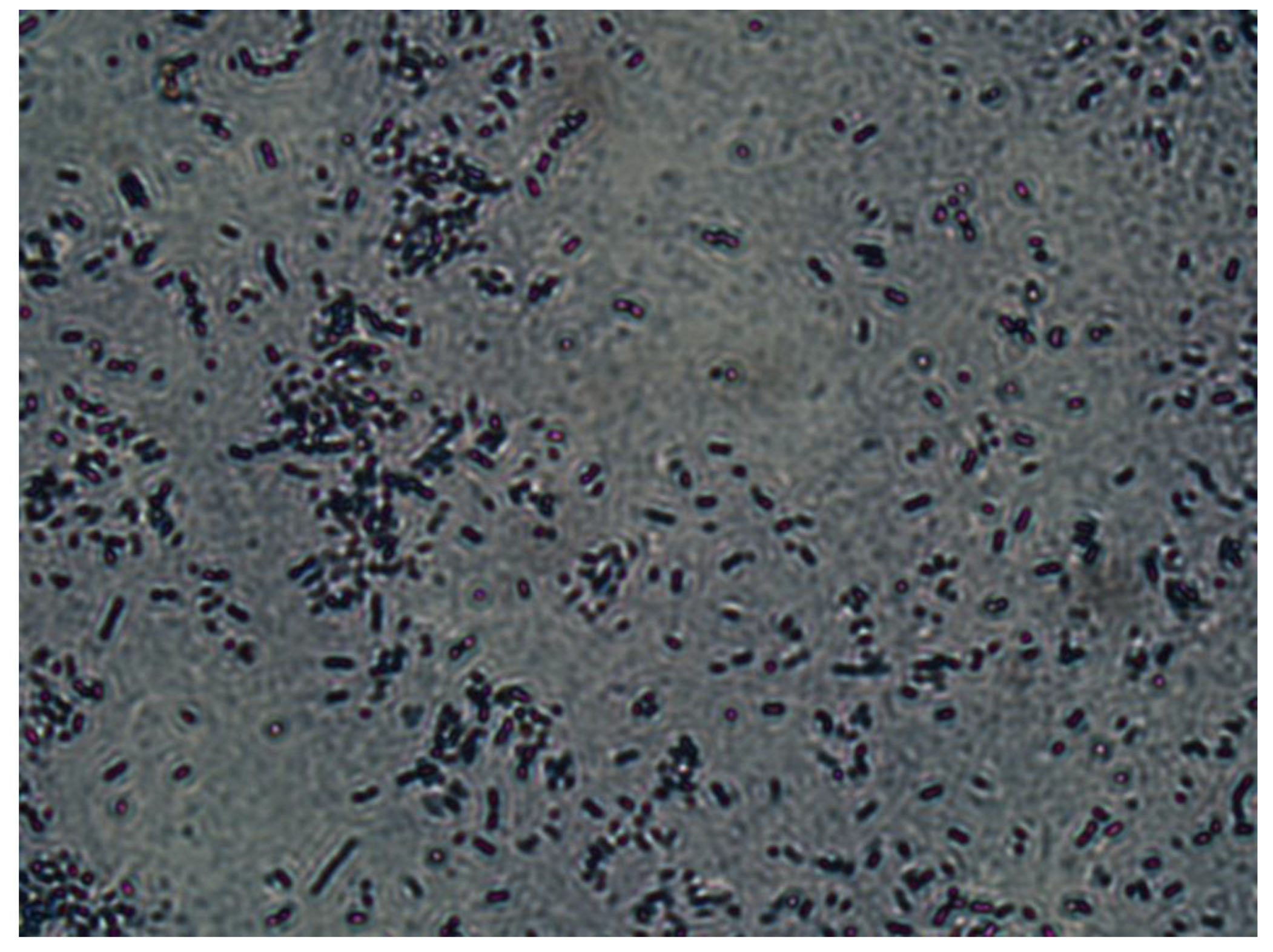 Bacterial Spores Under Microscope