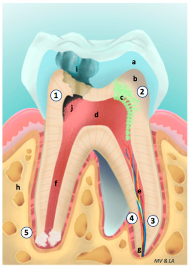 Polymer-Based Instructive Scaffolds for Endodontic Regeneration