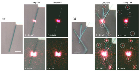 3D Multi-Branched SnO2 Semiconductor Nanostructures as Optical Waveguides