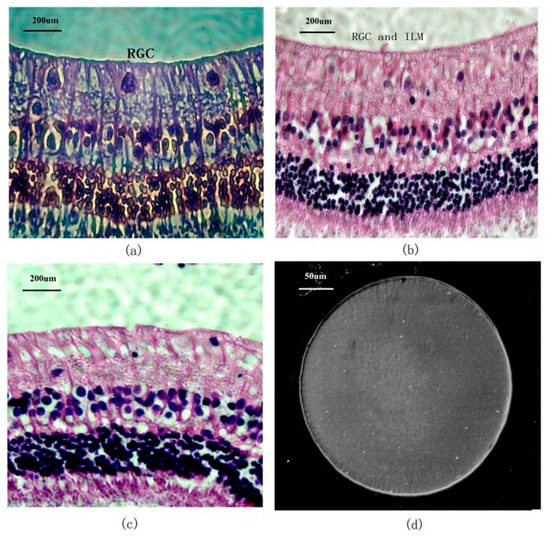 Biocompatibility of Polyimides: A Mini-Review