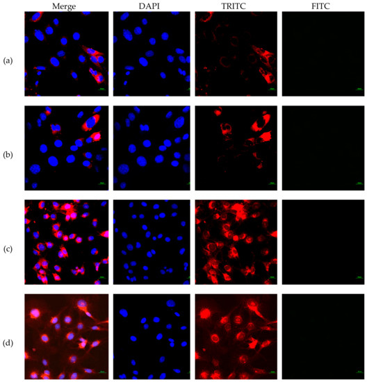 Characterization and Cellular Internalization of Spherical Cellulose ...