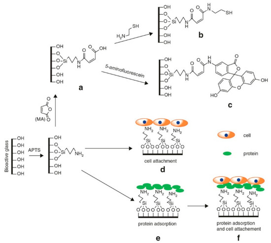 Functionalization and Surface Modifications of Bioactive Glasses (BGs ...