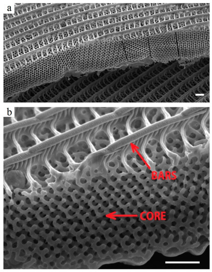 Nature-Inspired, Ultra-Lightweight Structures with Gyroid Cores ...