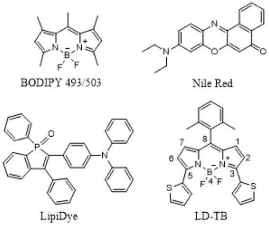A BODIPY-Based Fluorogenic Probe for Specific Imaging of Lipid Droplets