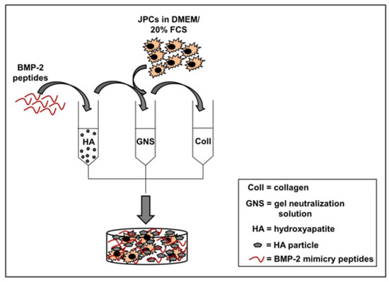 Establishment of Collagen: Hydroxyapatite/BMP-2 Mimetic Peptide Composites