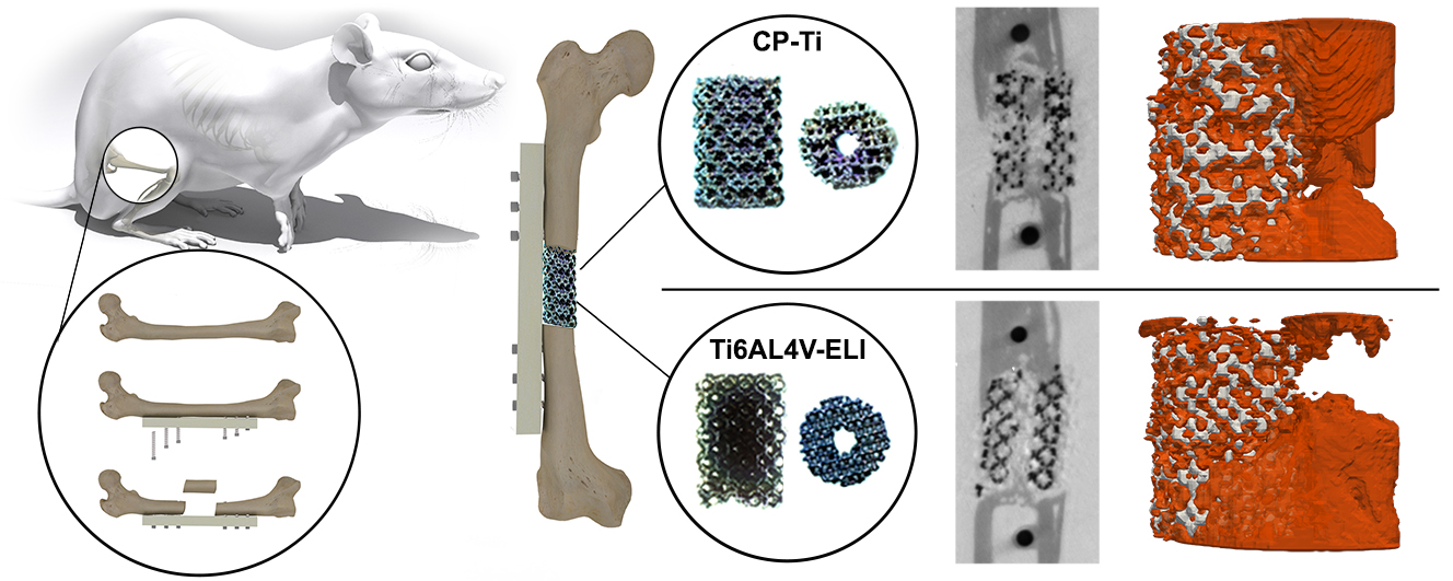 Materials | Free Full-Text | Bone Regeneration in Critical-Sized Bone ...
