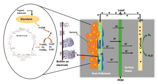 Recent Advances in Anodes for Microbial Fuel Cells: An Overview