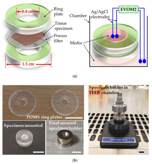 Low-Cost Method and Biochip for Measuring the Trans-Epithelial Electrical Resistance (TEER) of ...