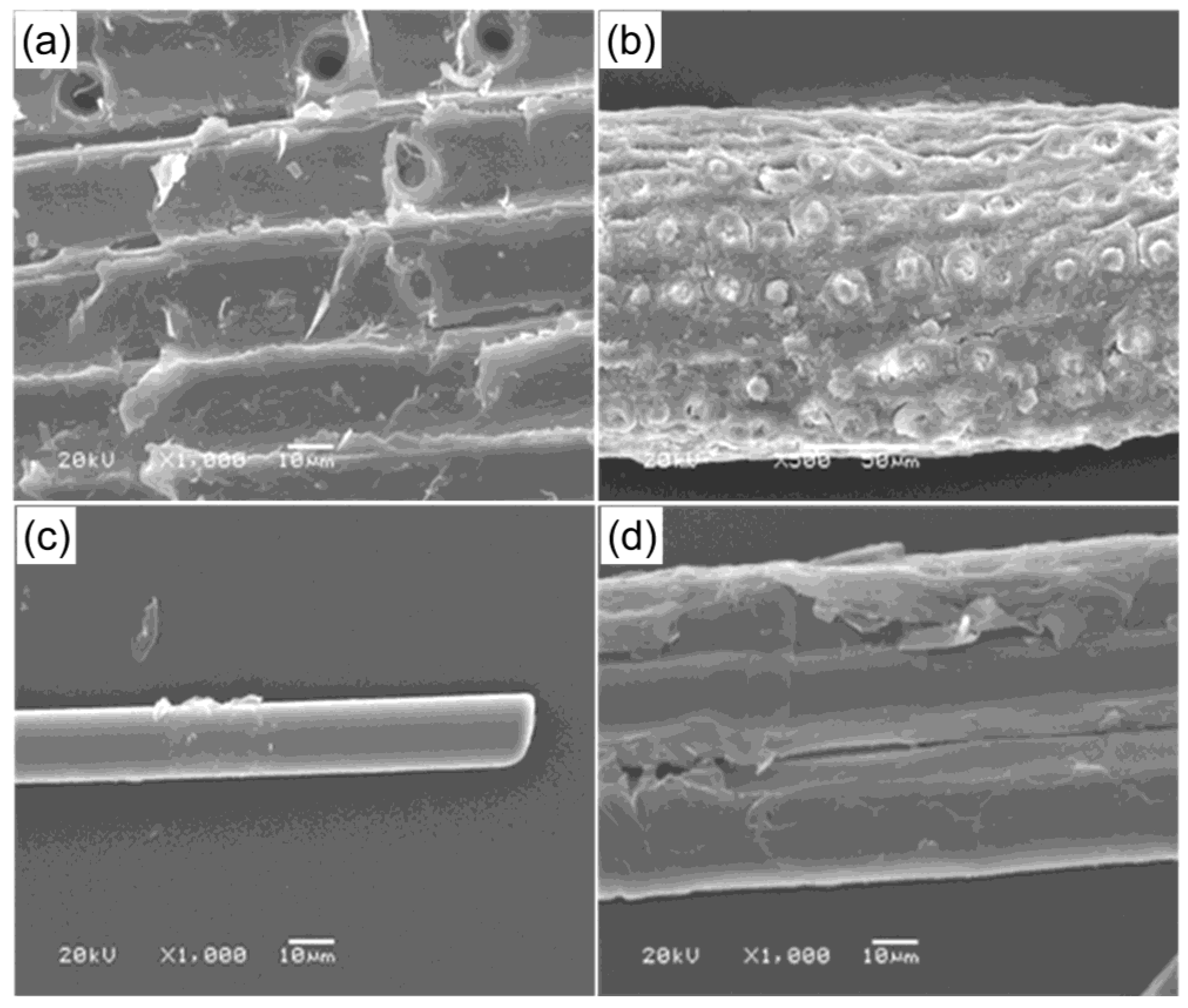 Materials | Free Full-Text | Bio-Based Polyethylene Composites with ...