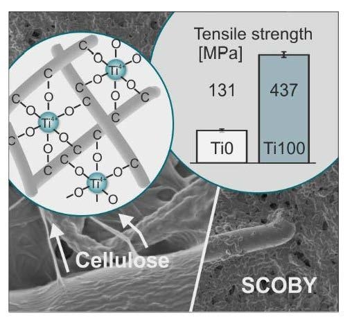 Materials | Free Full-Text | Fast-Growing Bacterial Cellulose with ...