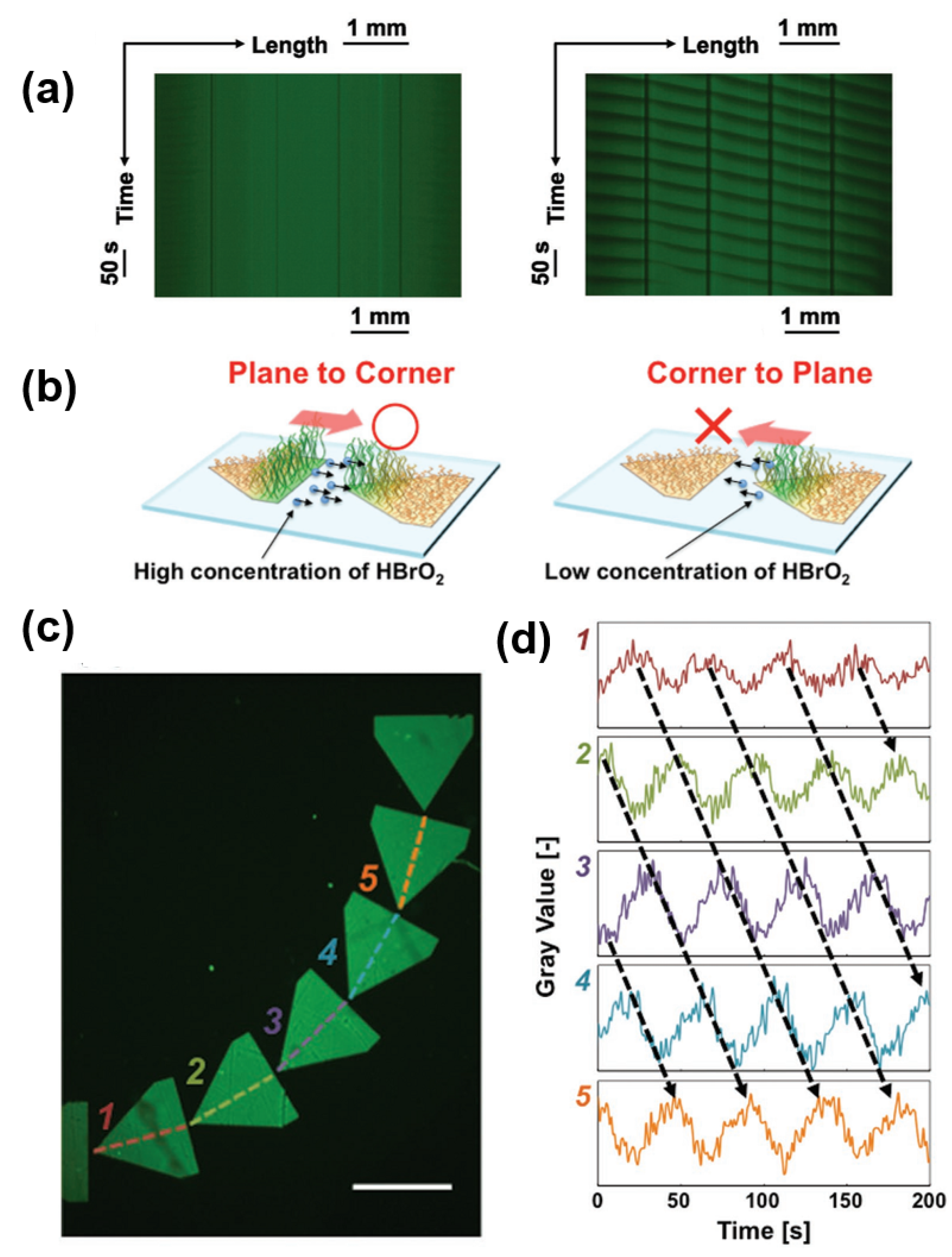 Oscillating Reactions Meet Polymers at Interfaces