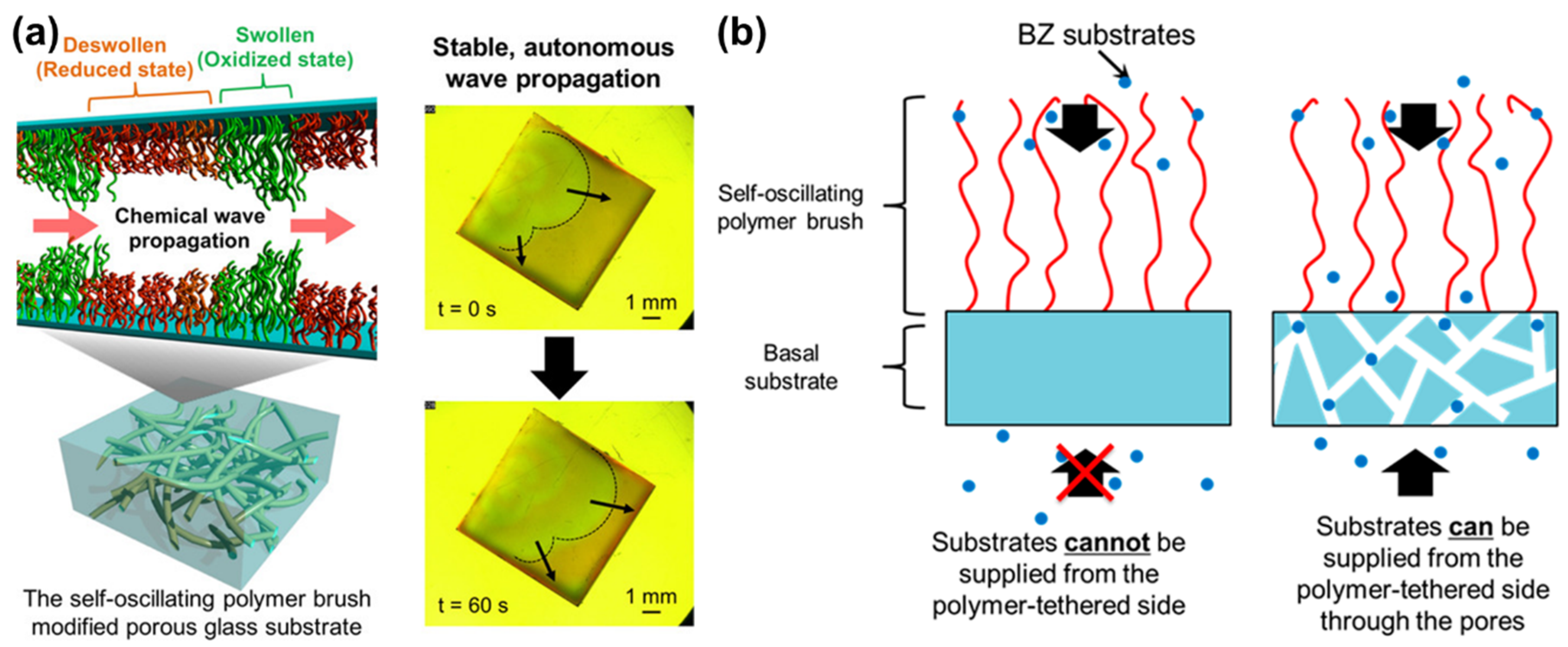 Oscillating Reactions Meet Polymers at Interfaces