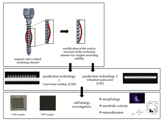 Biological Cell Investigation of Structured Nitinol Surfaces for the ...