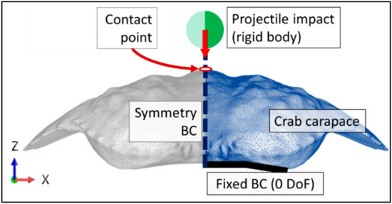 The Impact Behaviour of Crab Carapaces in Relation to Morphology
