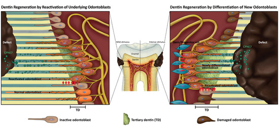 Materials | Free Full-Text | Tubular Dentin Regeneration Using a CPNE7 ...