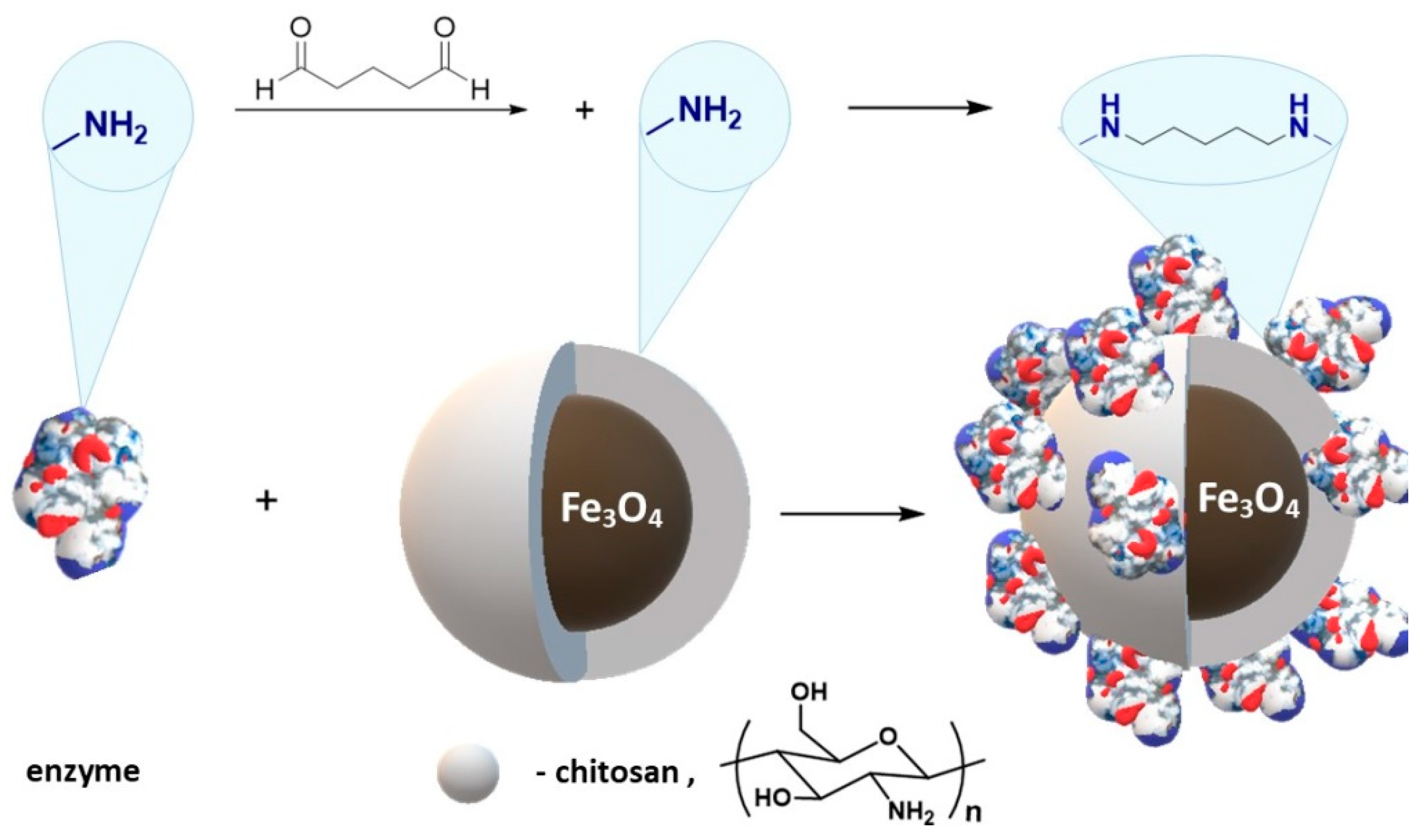 Polymer-Coated Magnetite Nanoparticles for Protein Immobilization