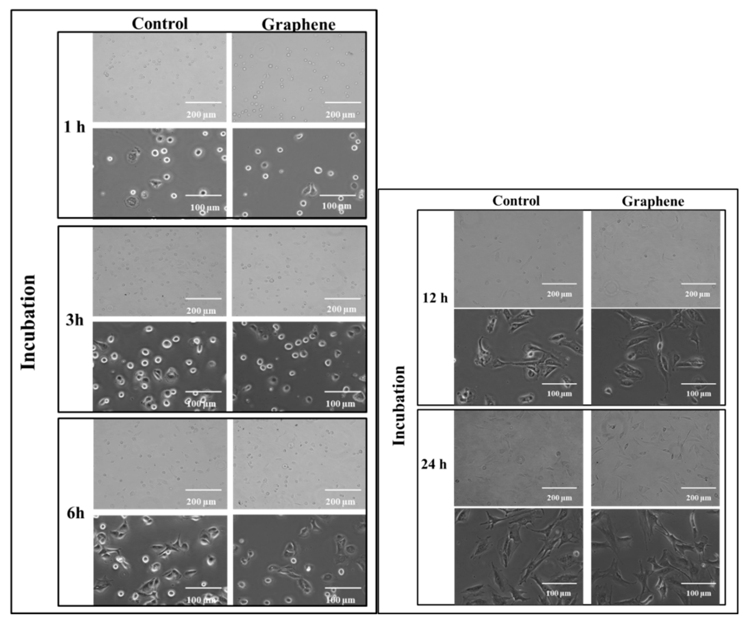 Cytocompatibility Of Graphene Monolayer And Its Impact On Focal Cell
