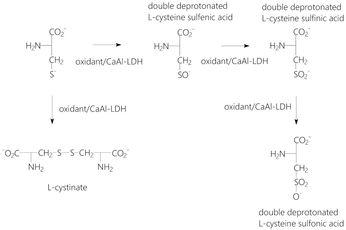 Oxidation of Cysteinate Anions Immobilized in the Interlamellar Space ...