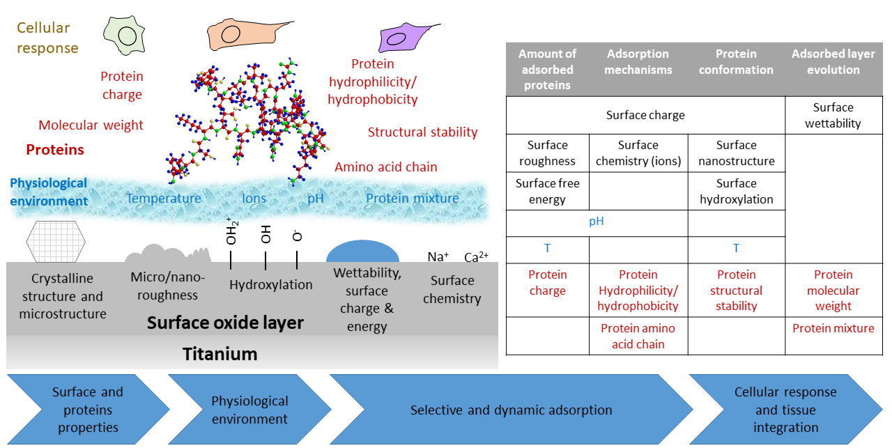 Materials | Free Full-Text | Titanium and Protein Adsorption: An ...
