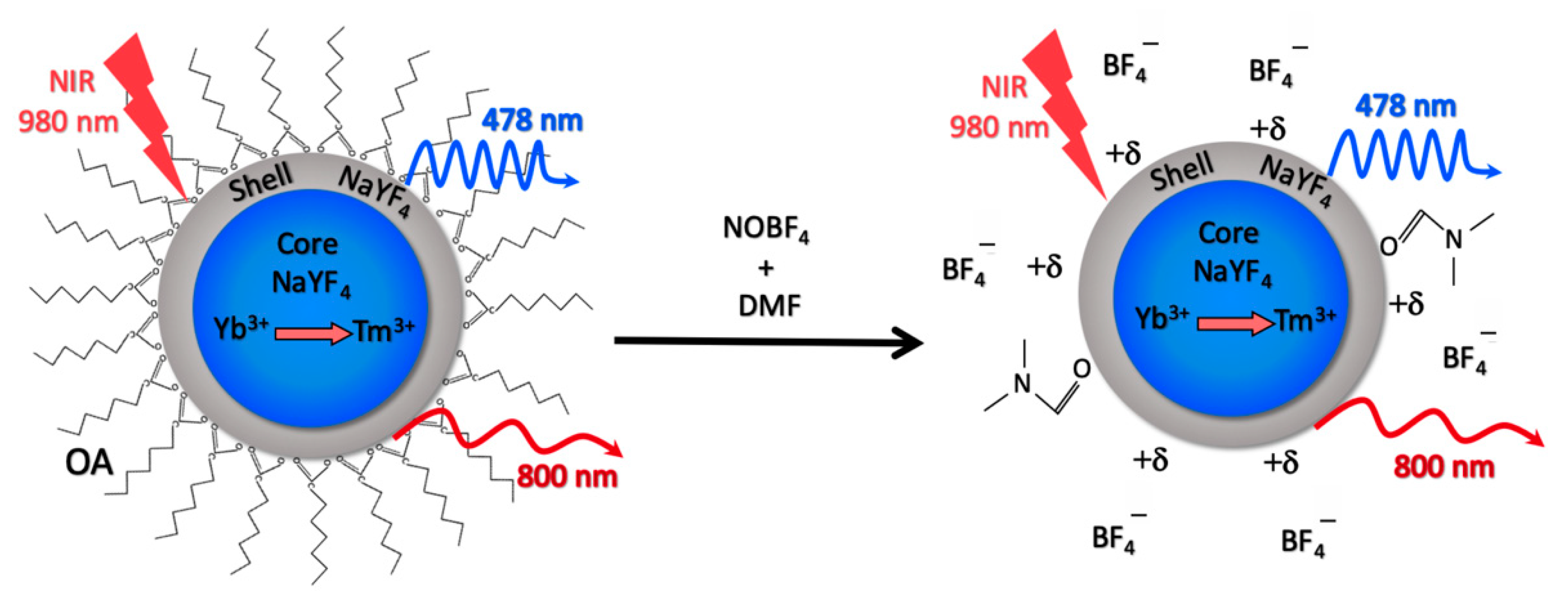 Controlled Formation of a Protein Corona Composed of Denatured BSA on Upconversion Nanoparticles ...