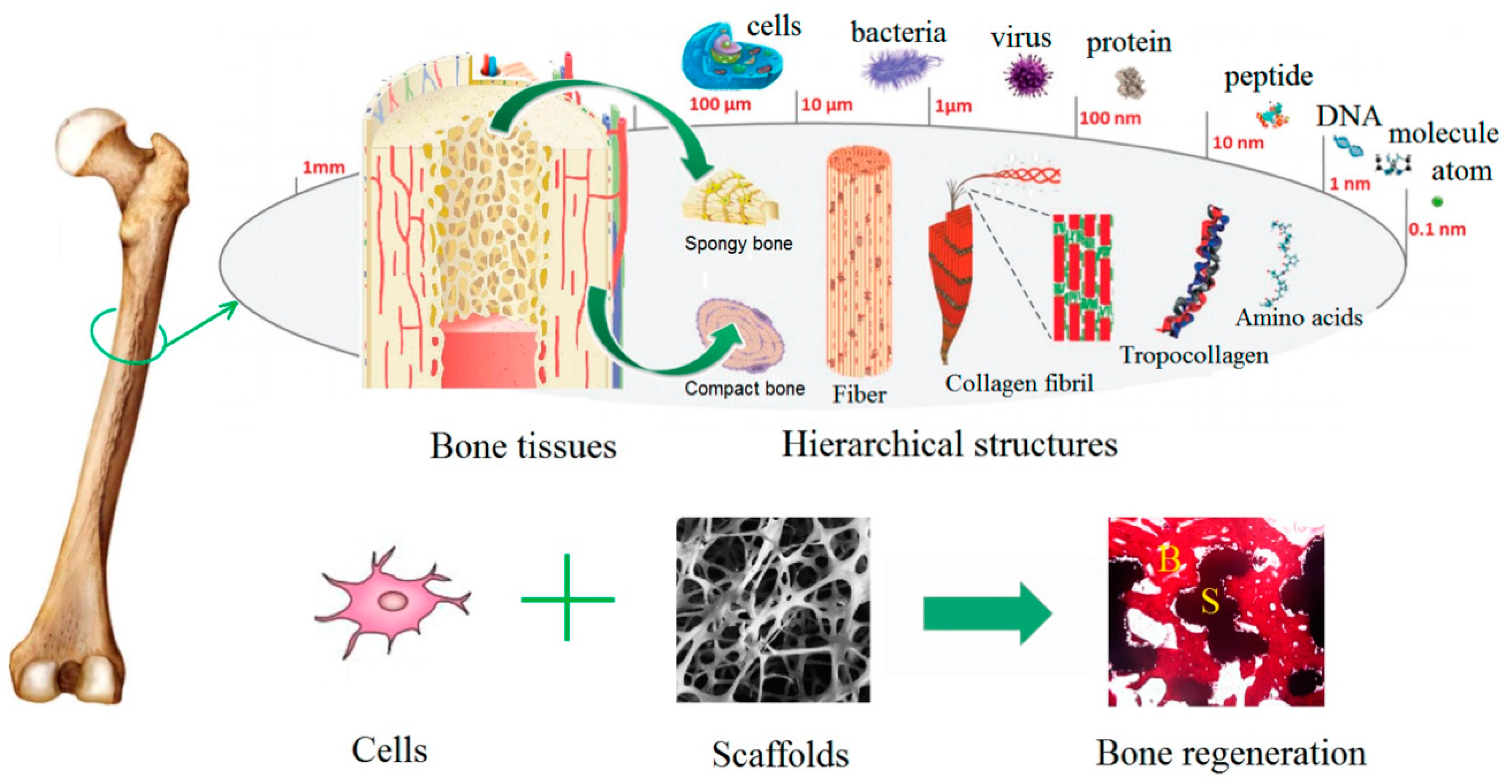 Essential Oils for Bone Repair and Regeneration—Mechanisms and Applications