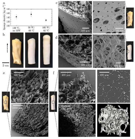 Fabrication of a Novel Protein Sponge with Dual-Scale Porosity and ...