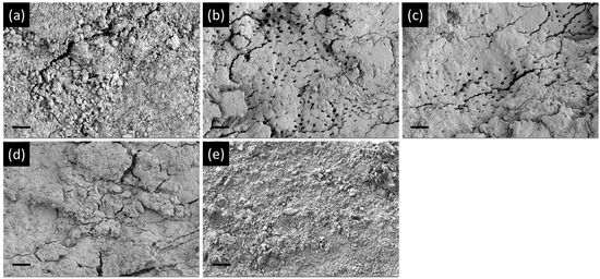 Characterization, Antimicrobial Effects, and Cytocompatibility of a ...